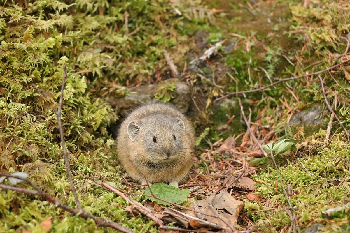 エゾナキウサギ｜北の大地に鱒を追う～北海道に棲むイトウ×ミヤベイワナ、そして… | 北の大地に鱒を追う｜北海道に棲むイトウ×ミヤベイワナ、そして…